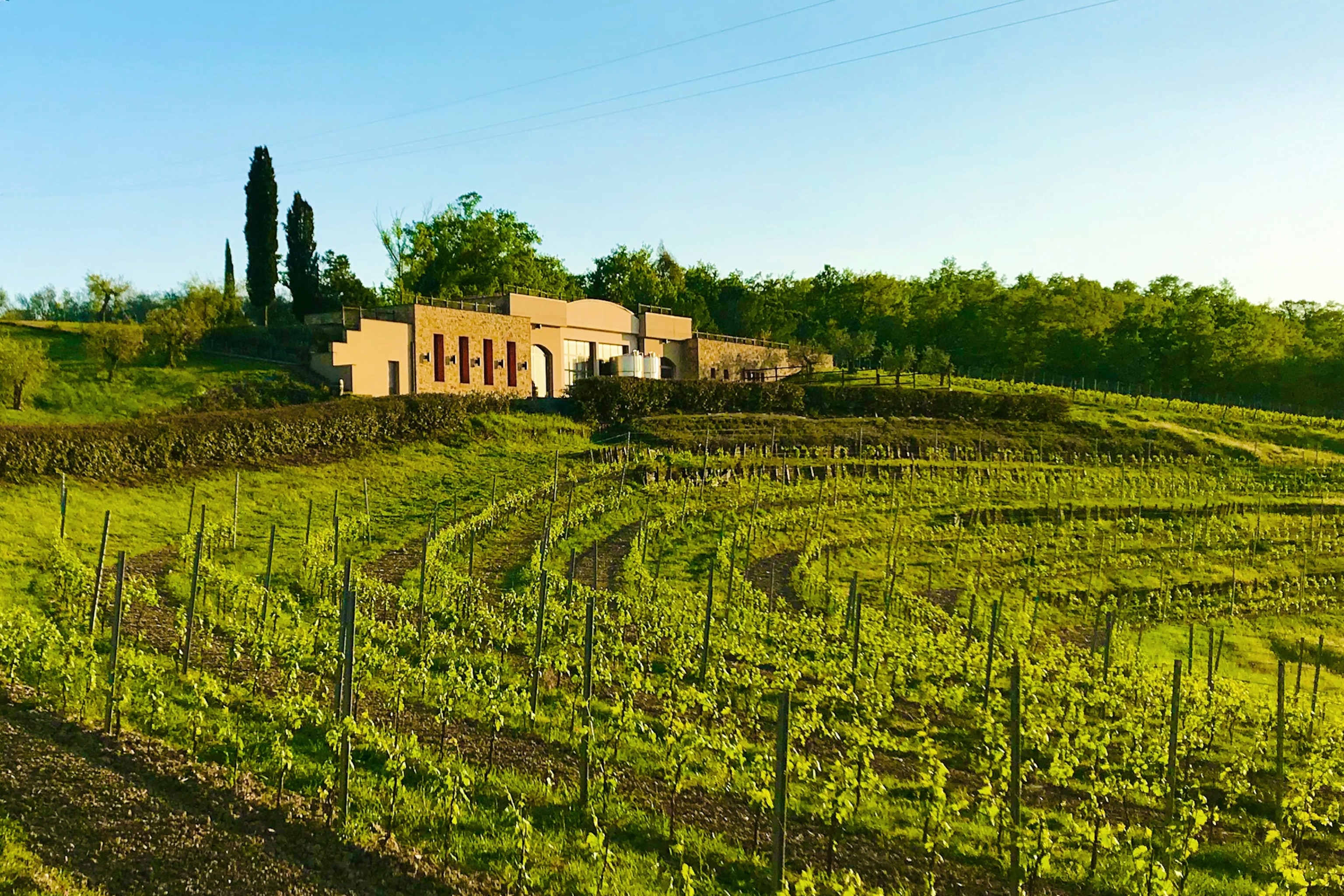 Ancient wines are having a moment in Italy. Here’s why. | National Geographic